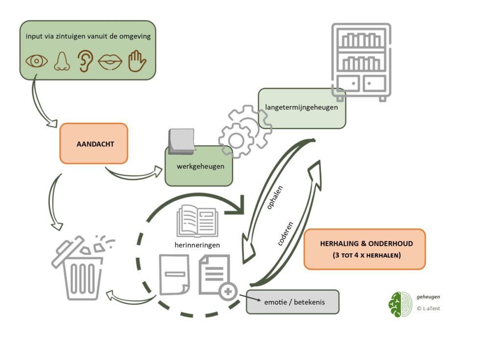 Het belang van het geheugen in functie van leren leren - L-aTent